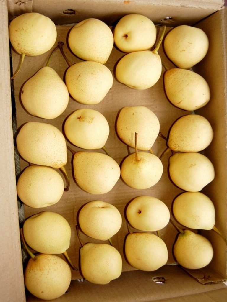 yali-pear | CTD-distribution